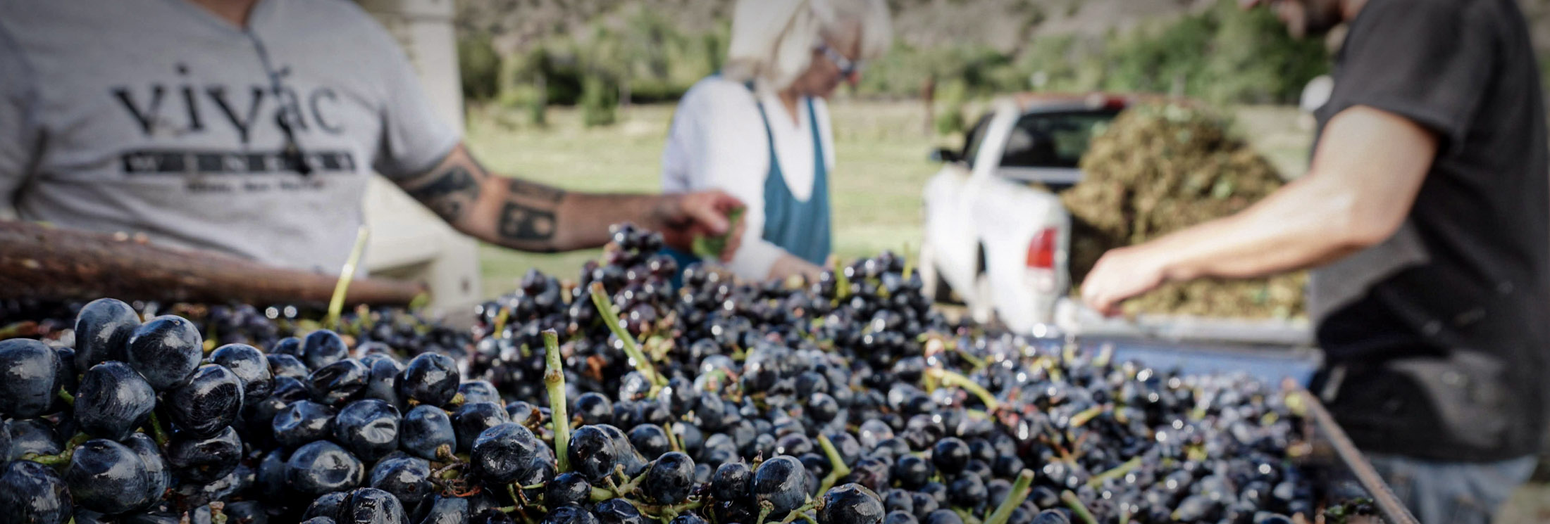 Vivac Winery - Retail Outlets