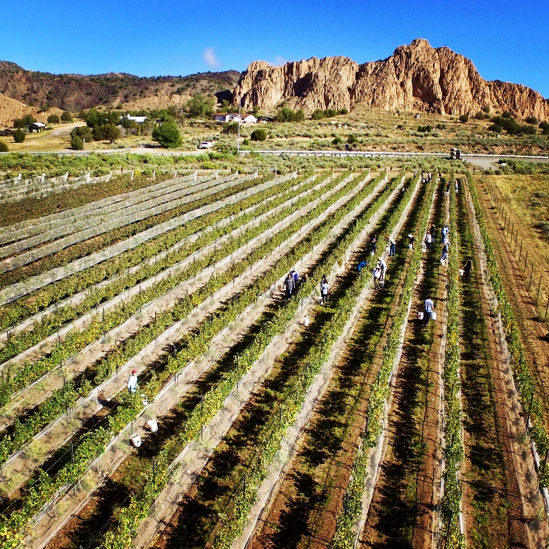 Vivac Winery - Picking Parties