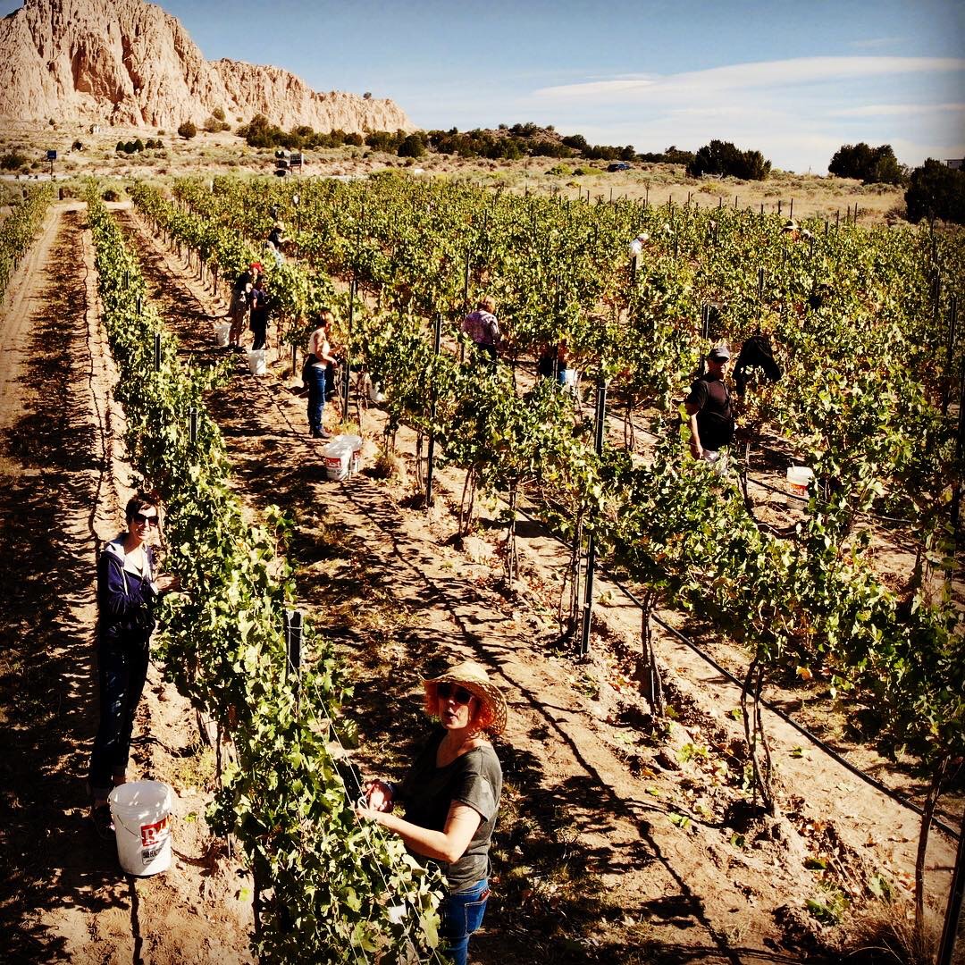 Vivac Winery - Picking Parties