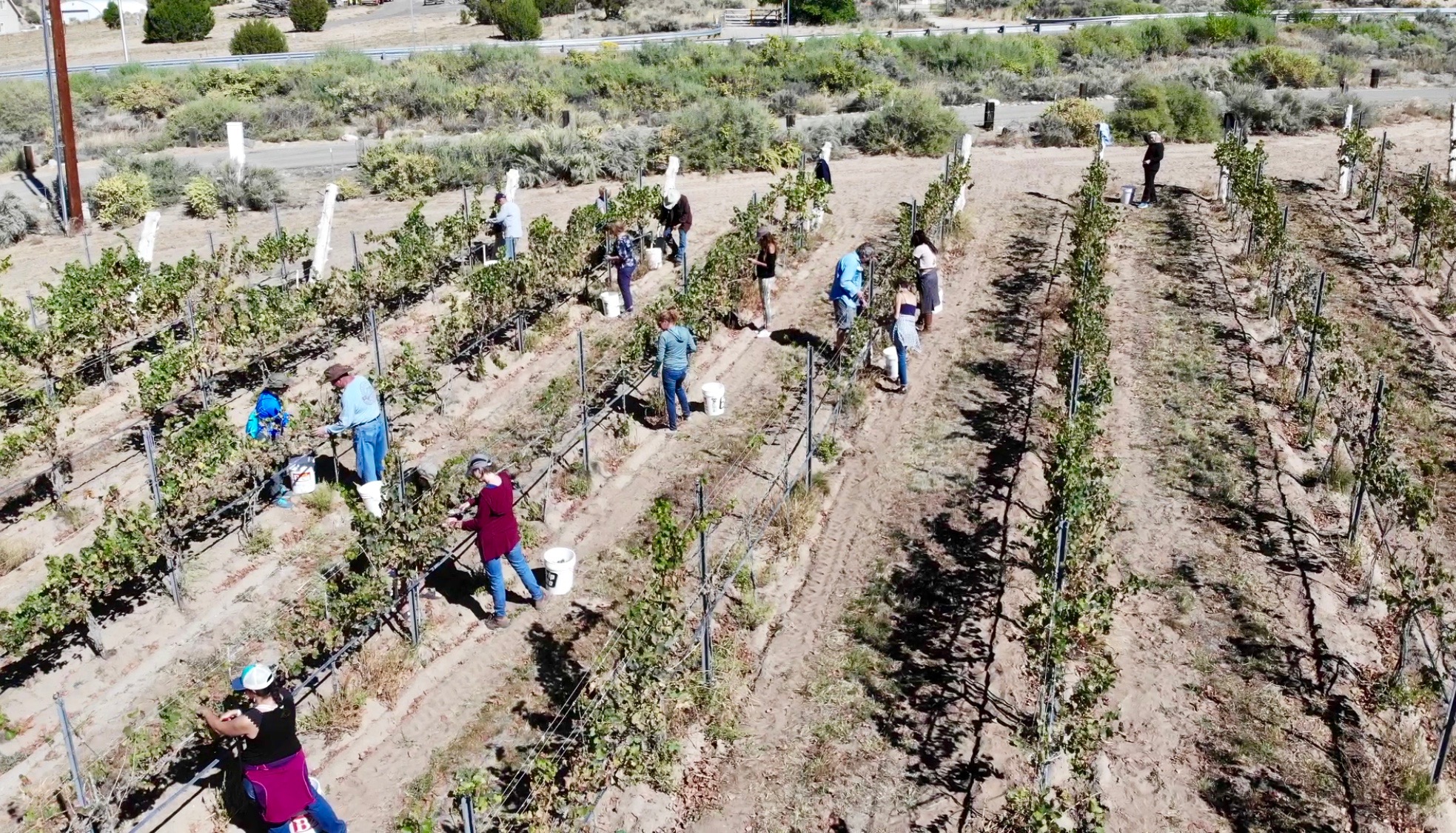 Vivac Winery - Picking Parties